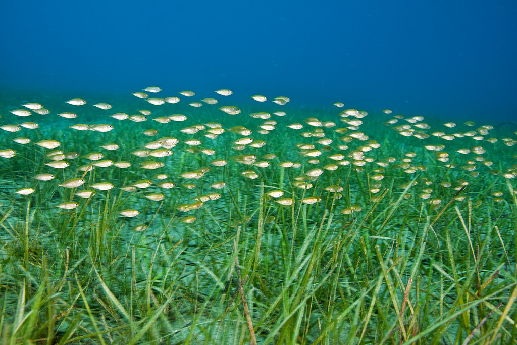 Vanga Seagrass Project Aces